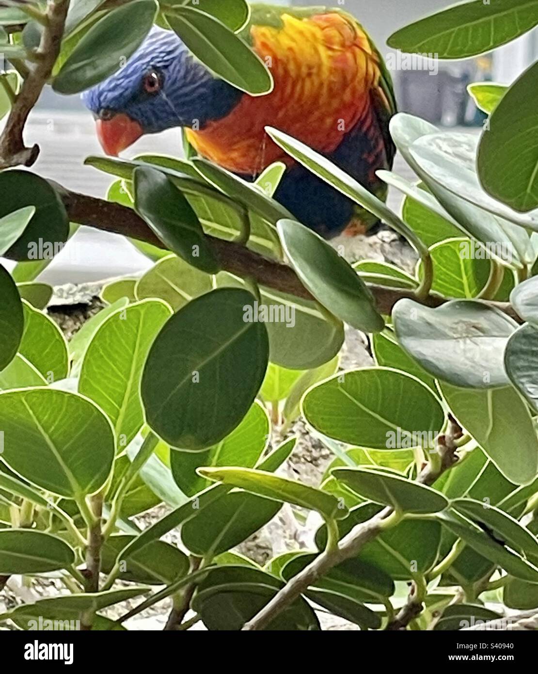 Staring bird hi-res stock photography and images - Alamy