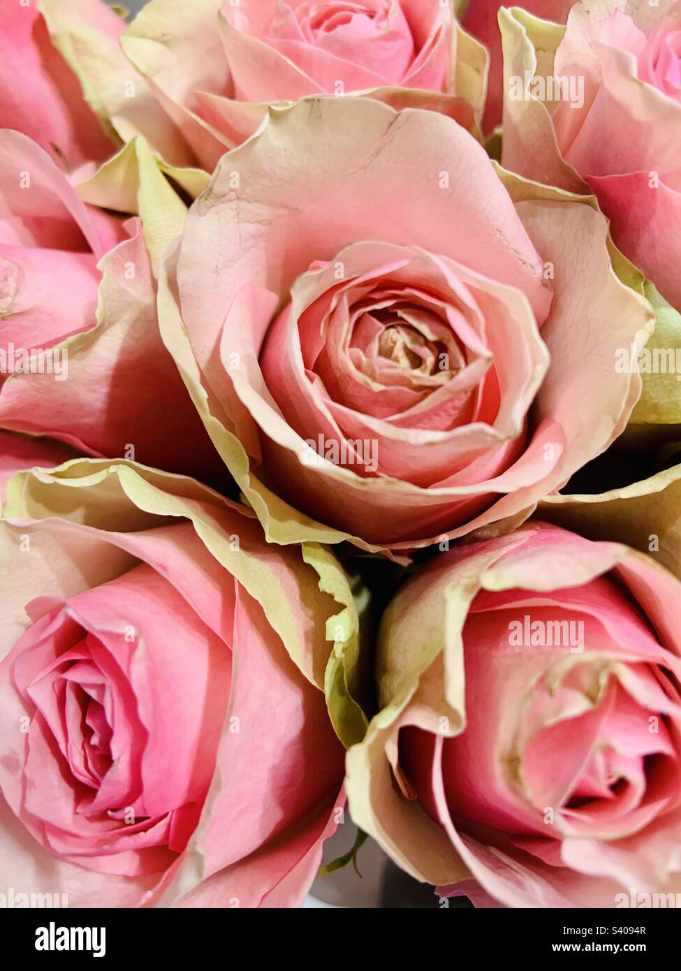Damask roses hi-res stock photography and images - Alamy