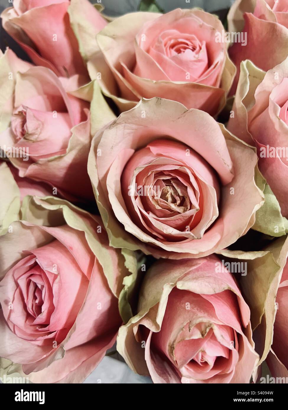 Pink white roses hi-res stock photography and images - Alamy