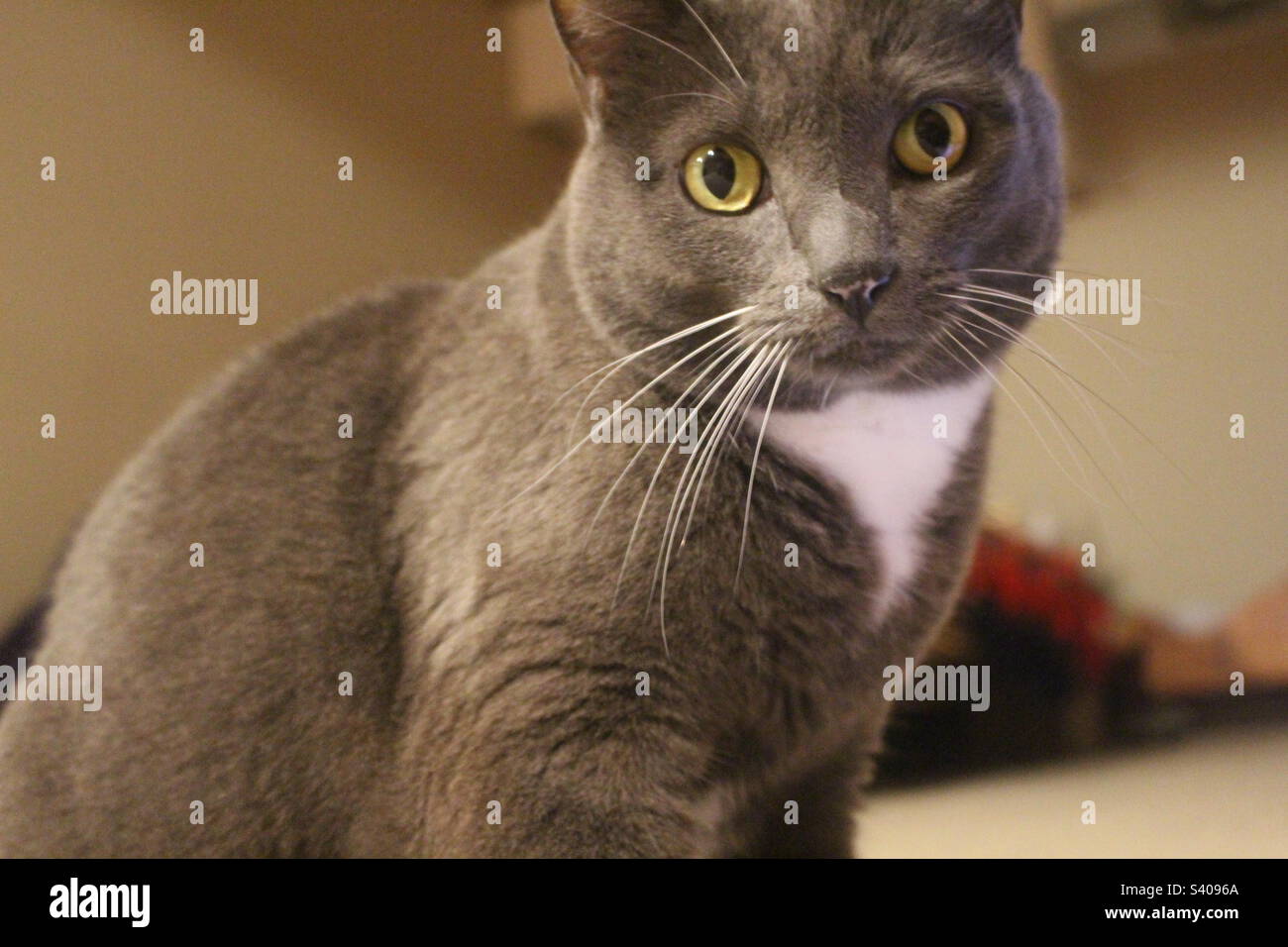 Camera patch hi-res stock photography and images - Alamy