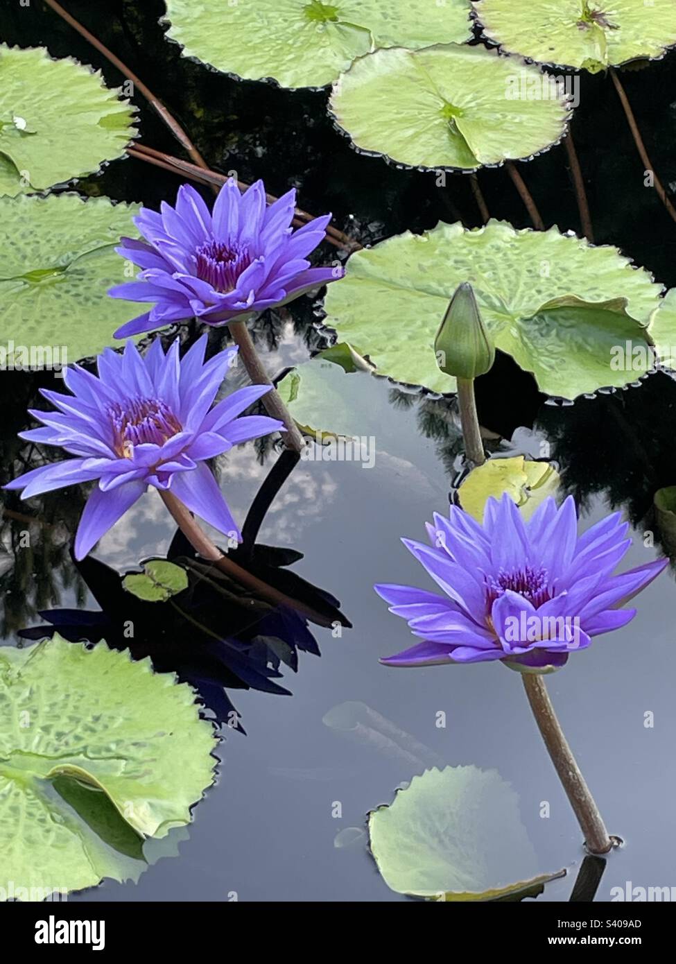 Dark pond hi-res stock photography and images - Alamy