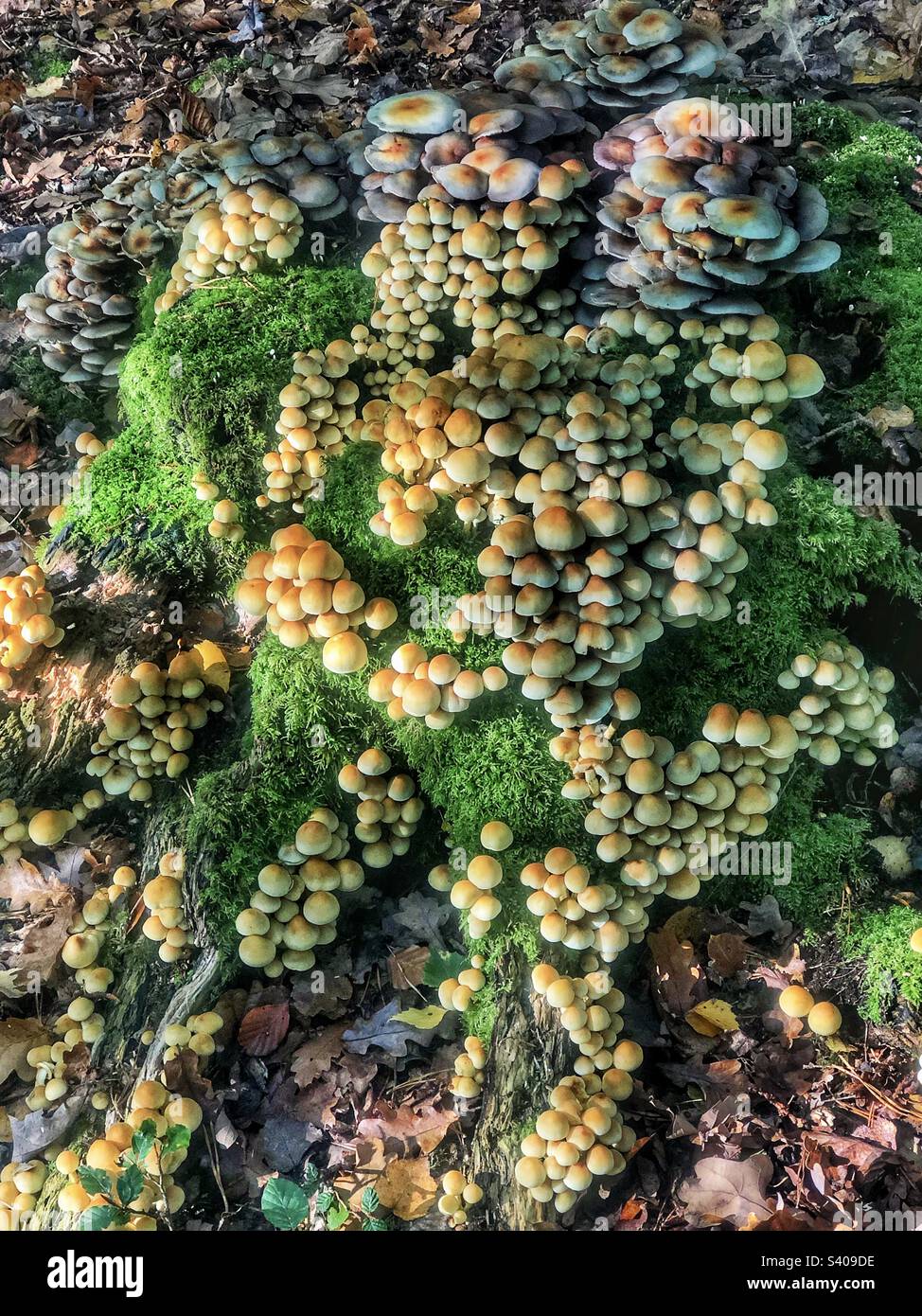 Beech tuft fungus hi-res stock photography and images - Alamy