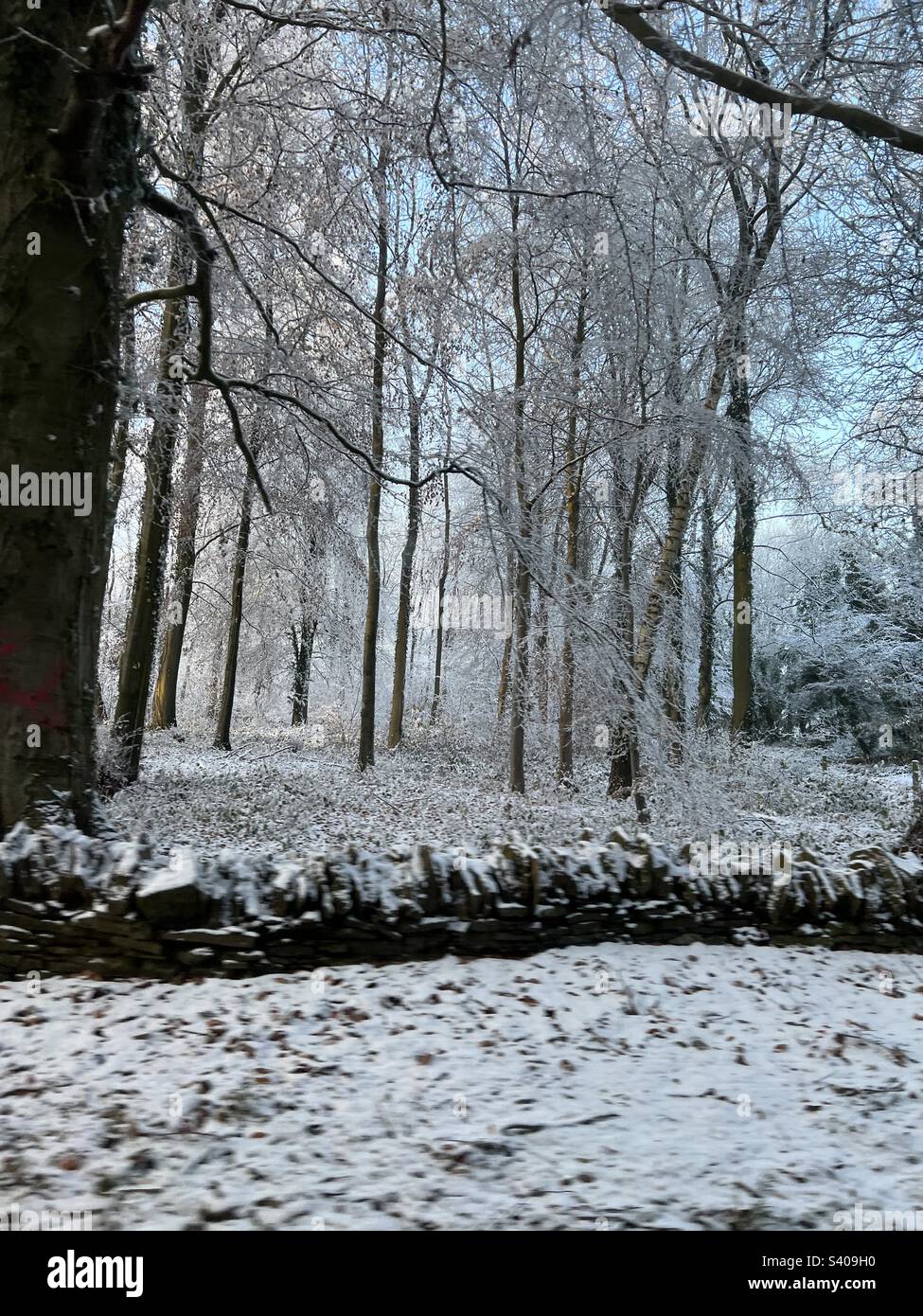 Snow covered woodland Stock Photo - Alamy