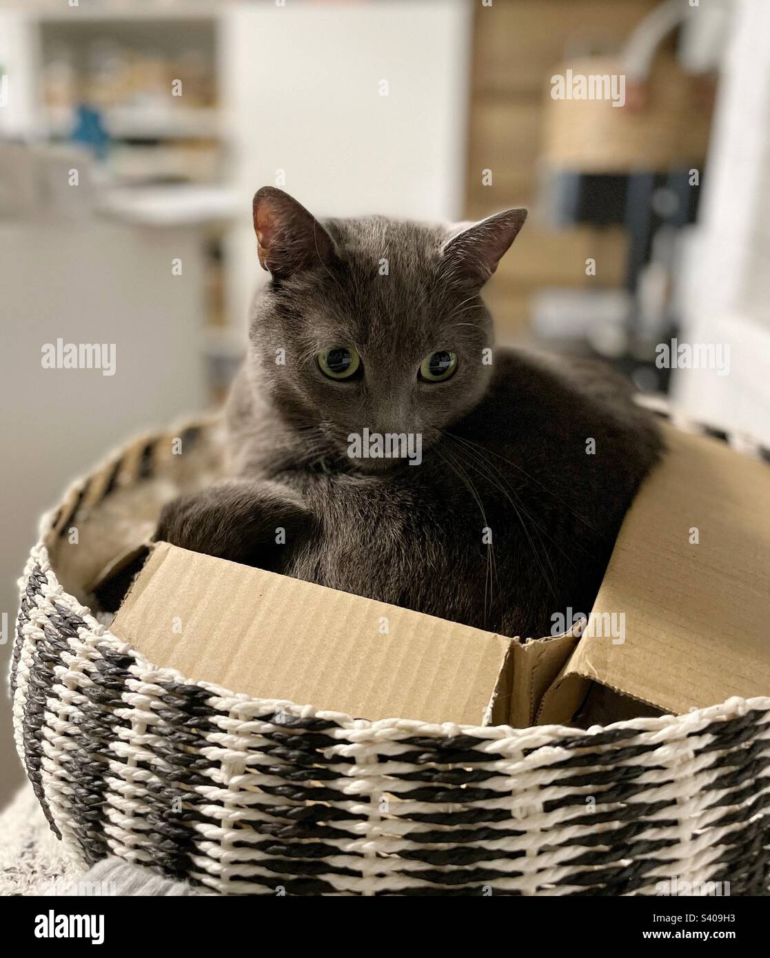 Cute cats in cardboard hi-res stock photography and images - Alamy
