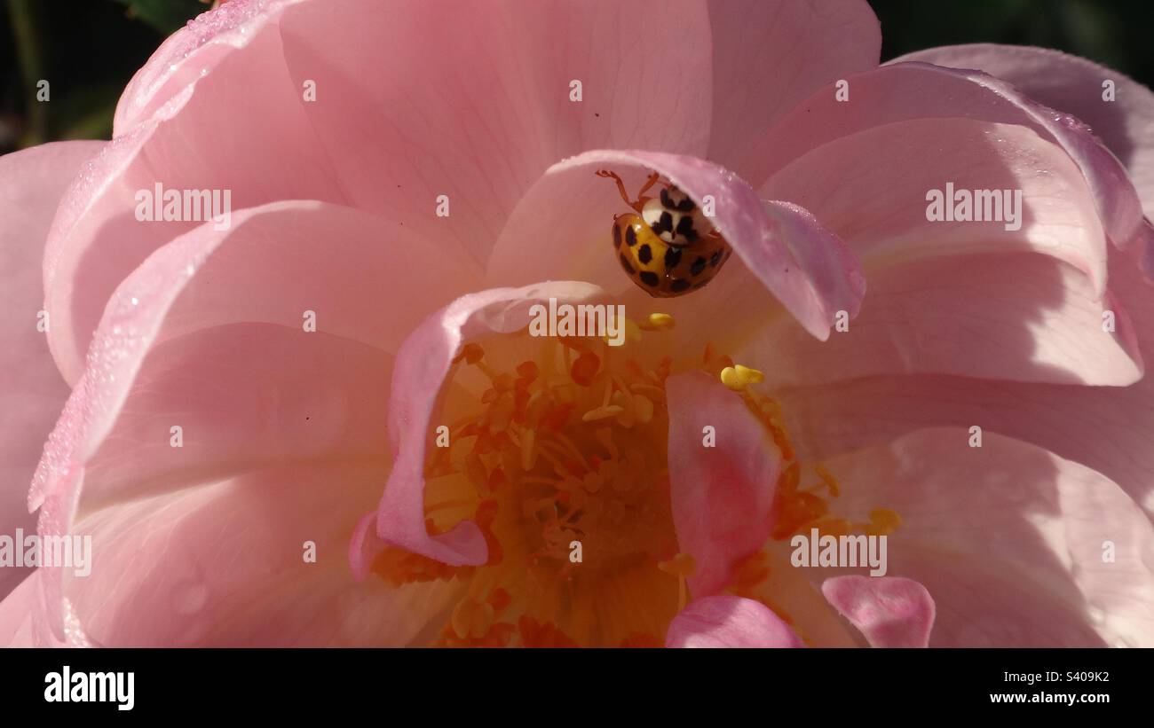Hiding beetle hi-res stock photography and images - Alamy