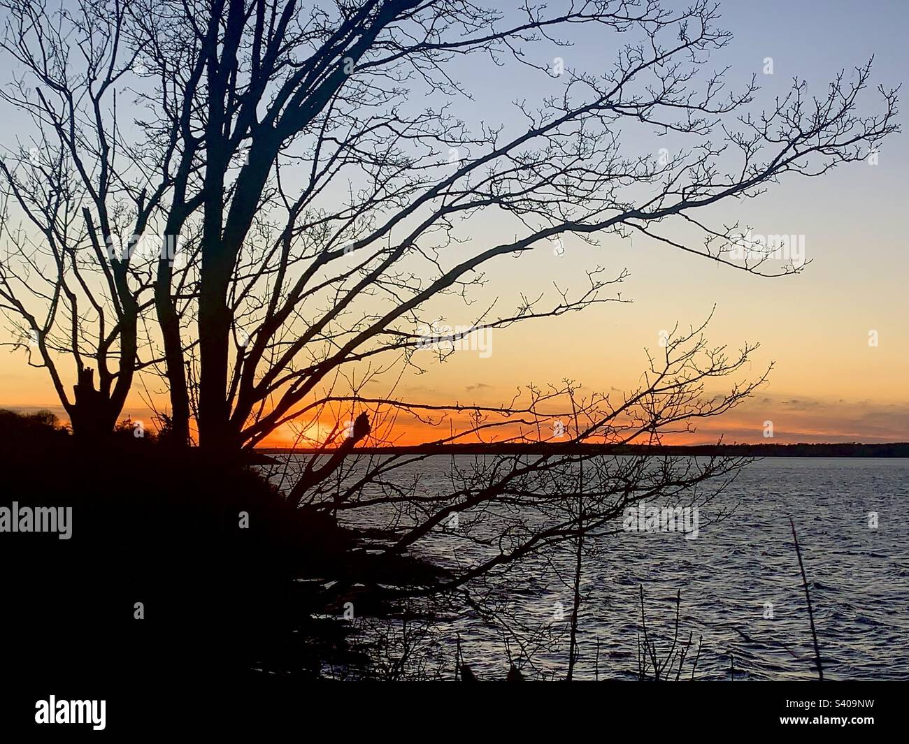 Sunset behind spooky tree Stock Photo - Alamy