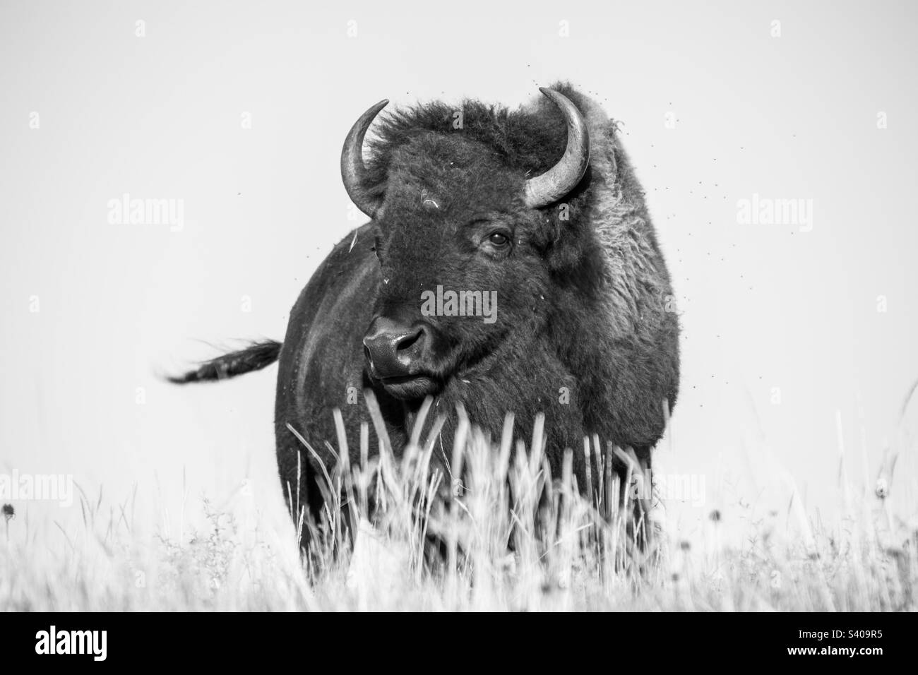Buffalo nature hi-res stock photography and images - Alamy