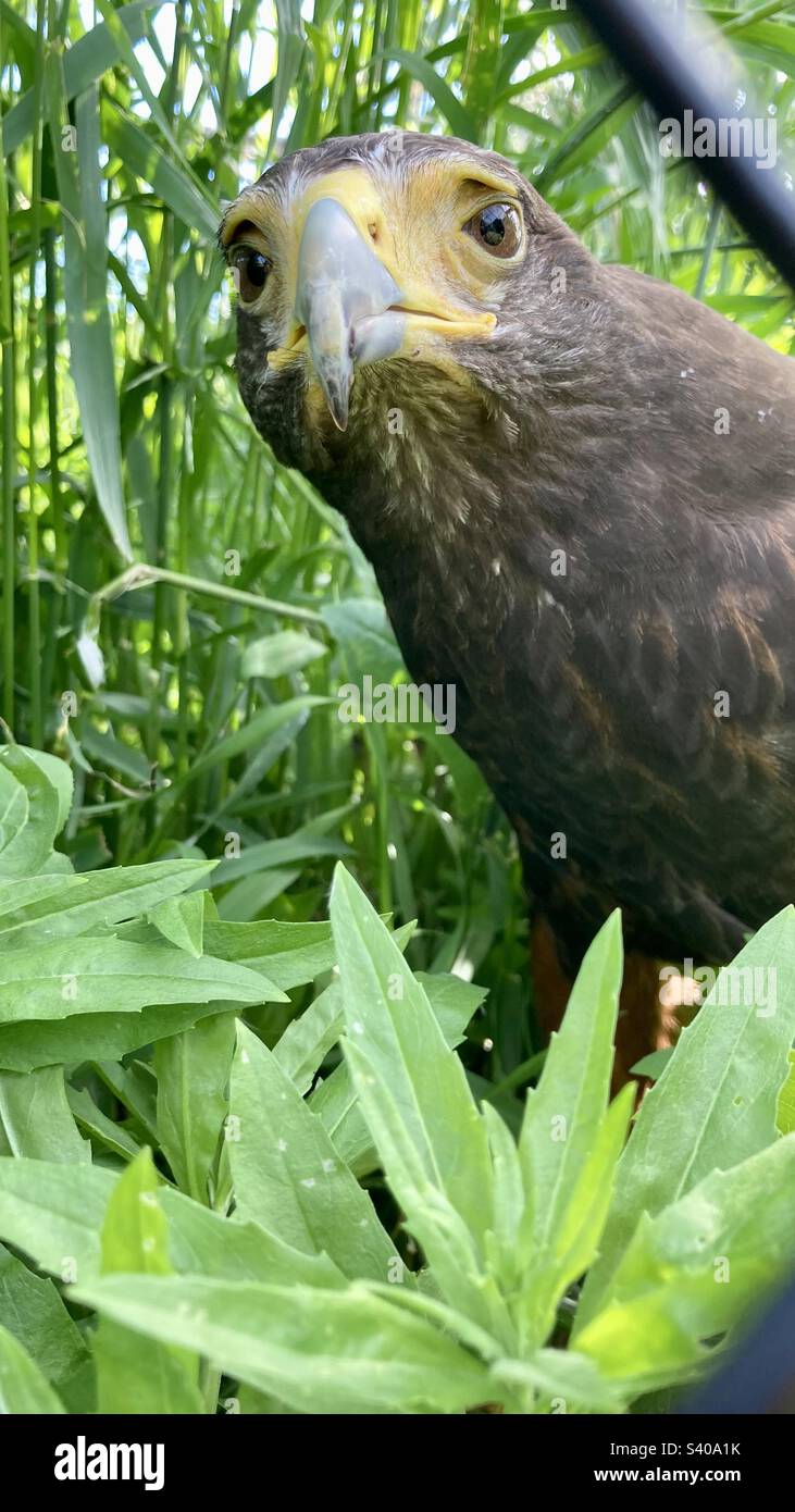 Hawk looking up hi-res stock photography and images - Alamy