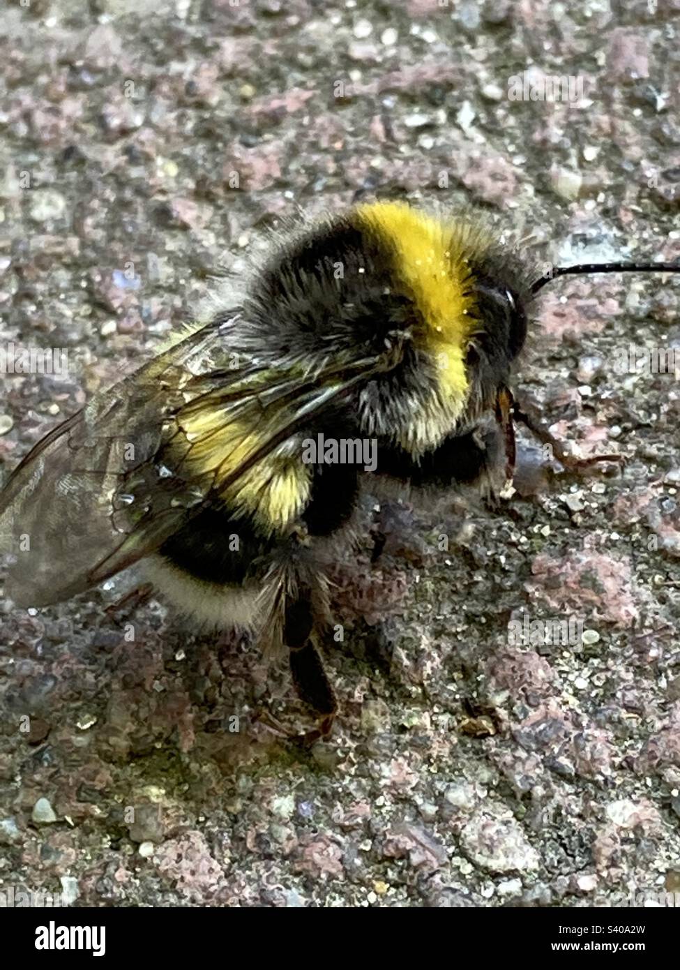 Stone bee hi-res stock photography and images - Alamy
