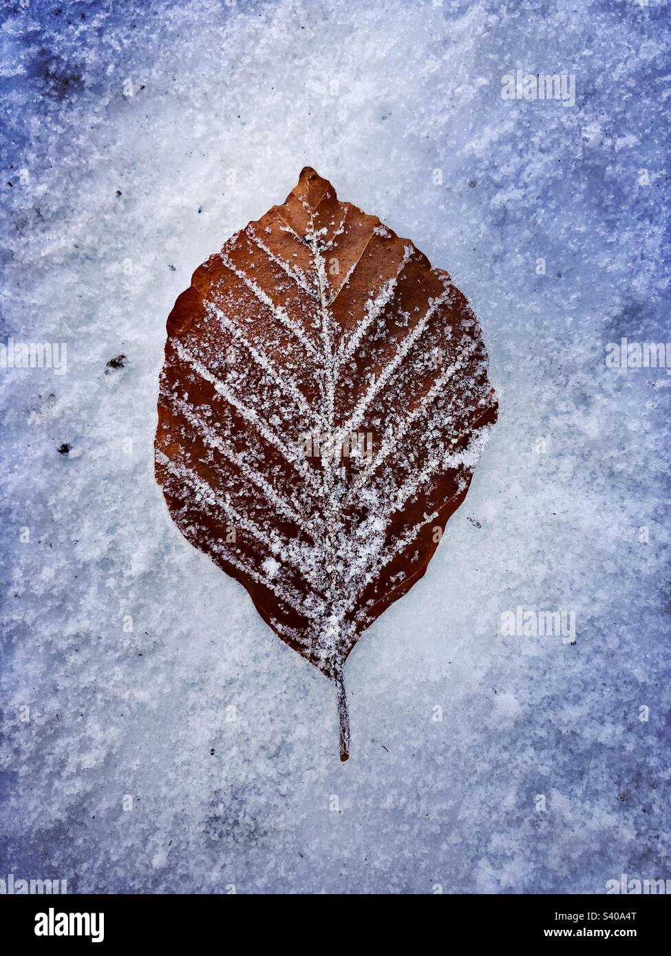 Frosty leaf on snow Stock Photo - Alamy