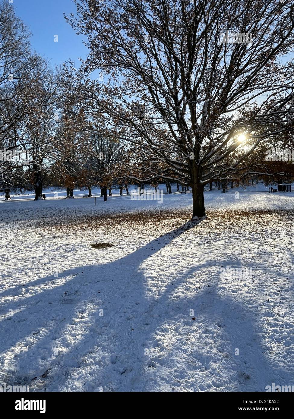 Shadows on the trees hi-res stock photography and images - Alamy