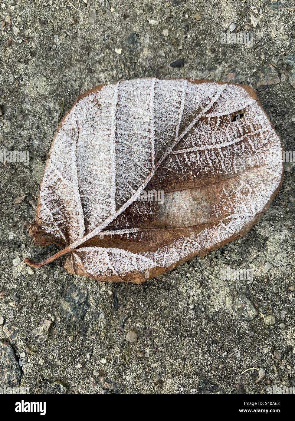 Frozen Beech leaf Stock Photo - Alamy