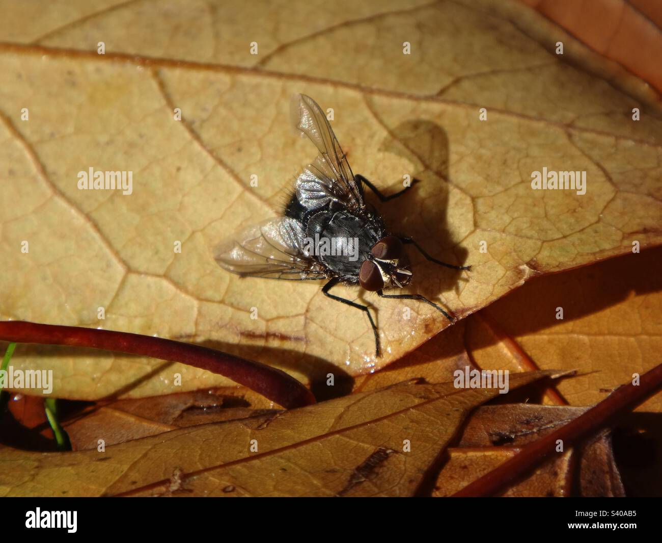 Blue bottle fly (Calliphora sp.) male with a damaged wing sitting on a ...