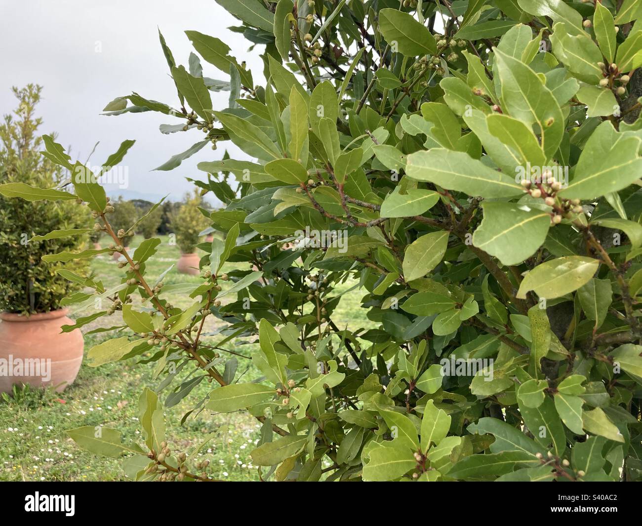 Villa livia hi-res stock photography and images - Alamy