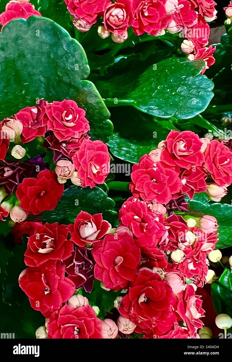 Flaming beauty hi-res stock photography and images - Alamy