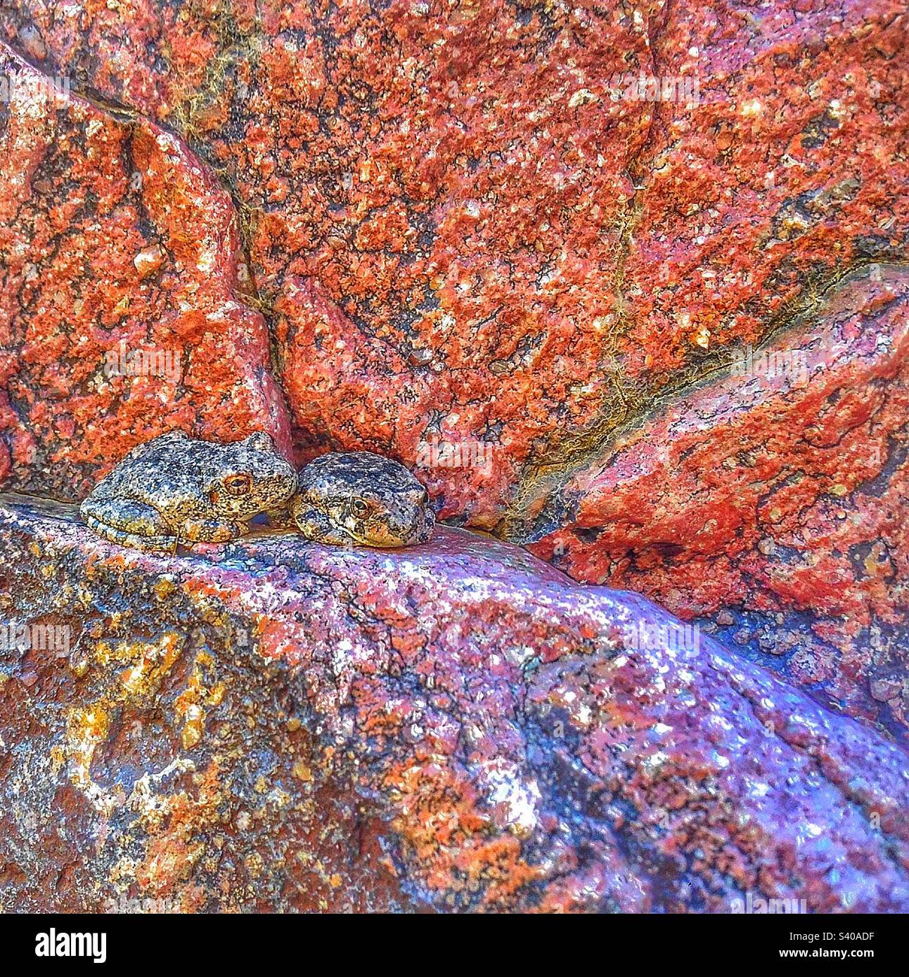 Frog on granite hi-res stock photography and images - Alamy