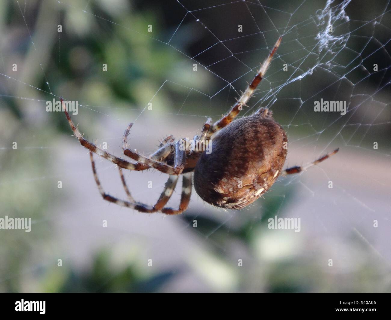 Cross spider hanging hi-res stock photography and images - Alamy