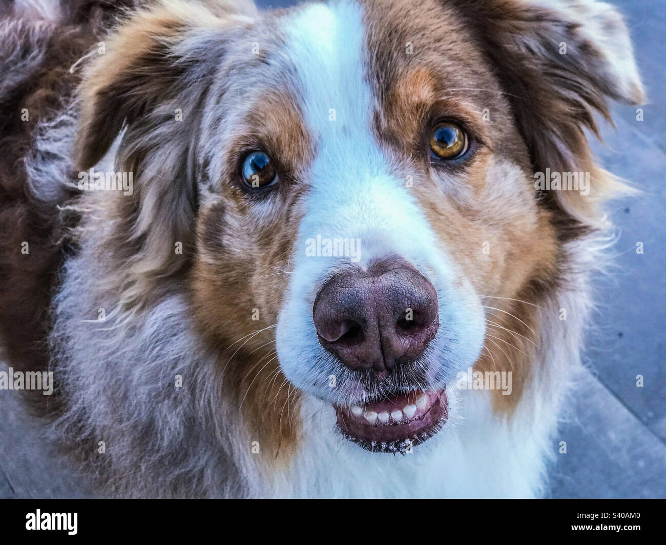 Beautiful red Merle Australian shepherd Stock Photo - Alamy