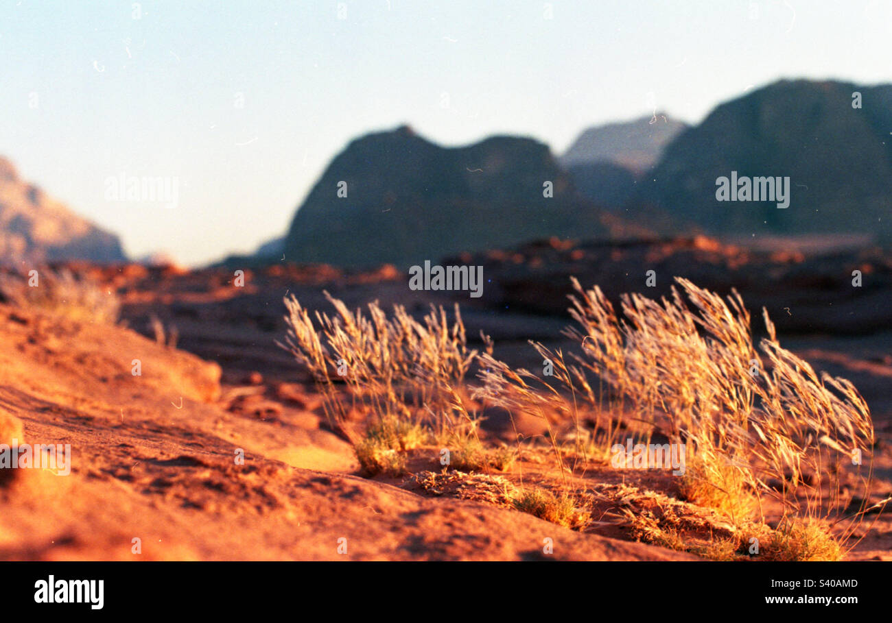 Desert vegetation in wadi rum hi-res stock photography and images - Alamy