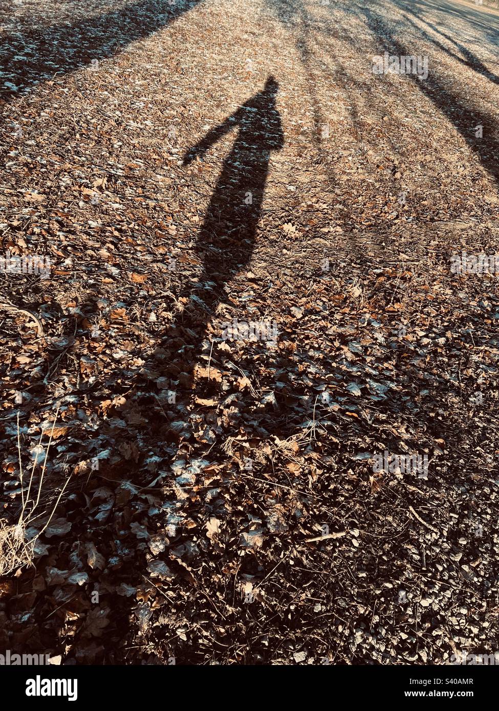 Trees shadow person hi-res stock photography and images - Alamy