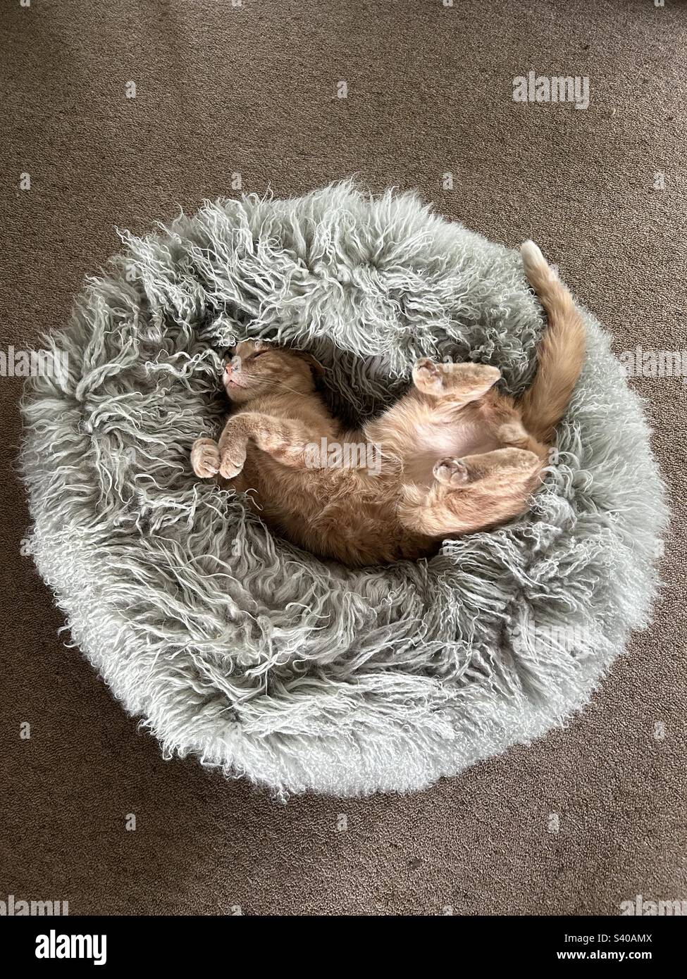 Fluff monster hi-res stock photography and images - Alamy