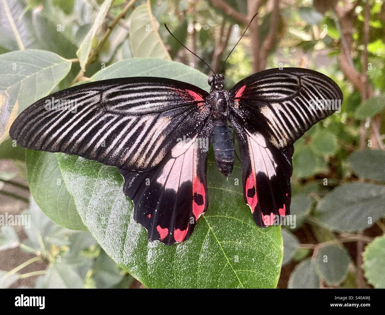 Great mormon butterfly hi-res stock photography and images - Alamy