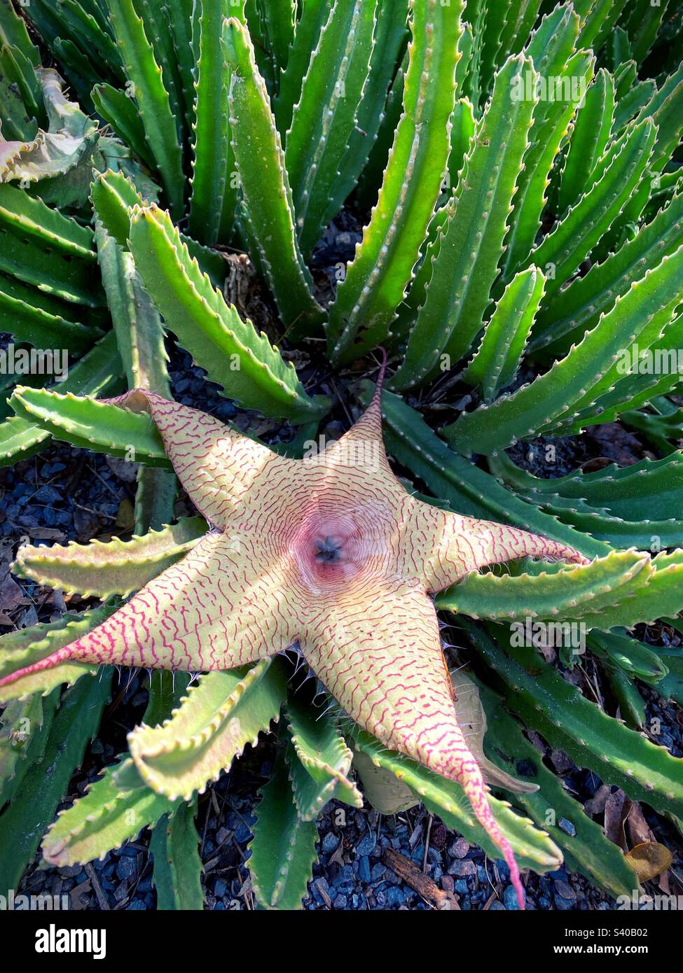 Zulu giant carrion plant hi-res stock photography and images - Alamy