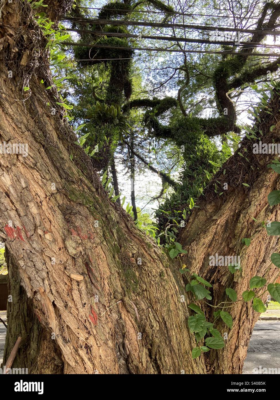 Rotten tree hi-res stock photography and images - Alamy