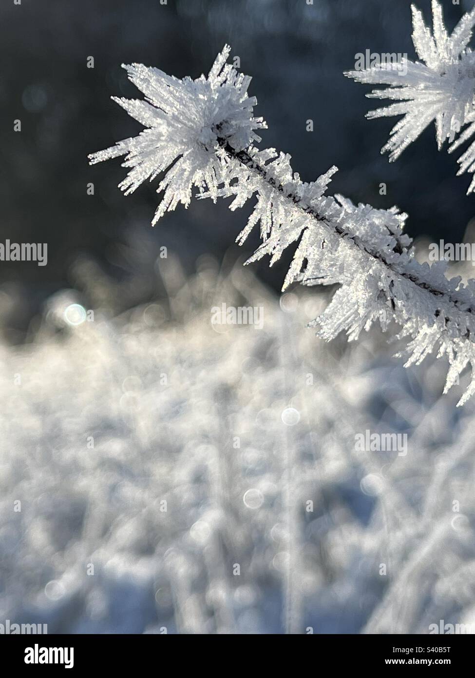 Freezing cold frost close up hi-res stock photography and images - Alamy