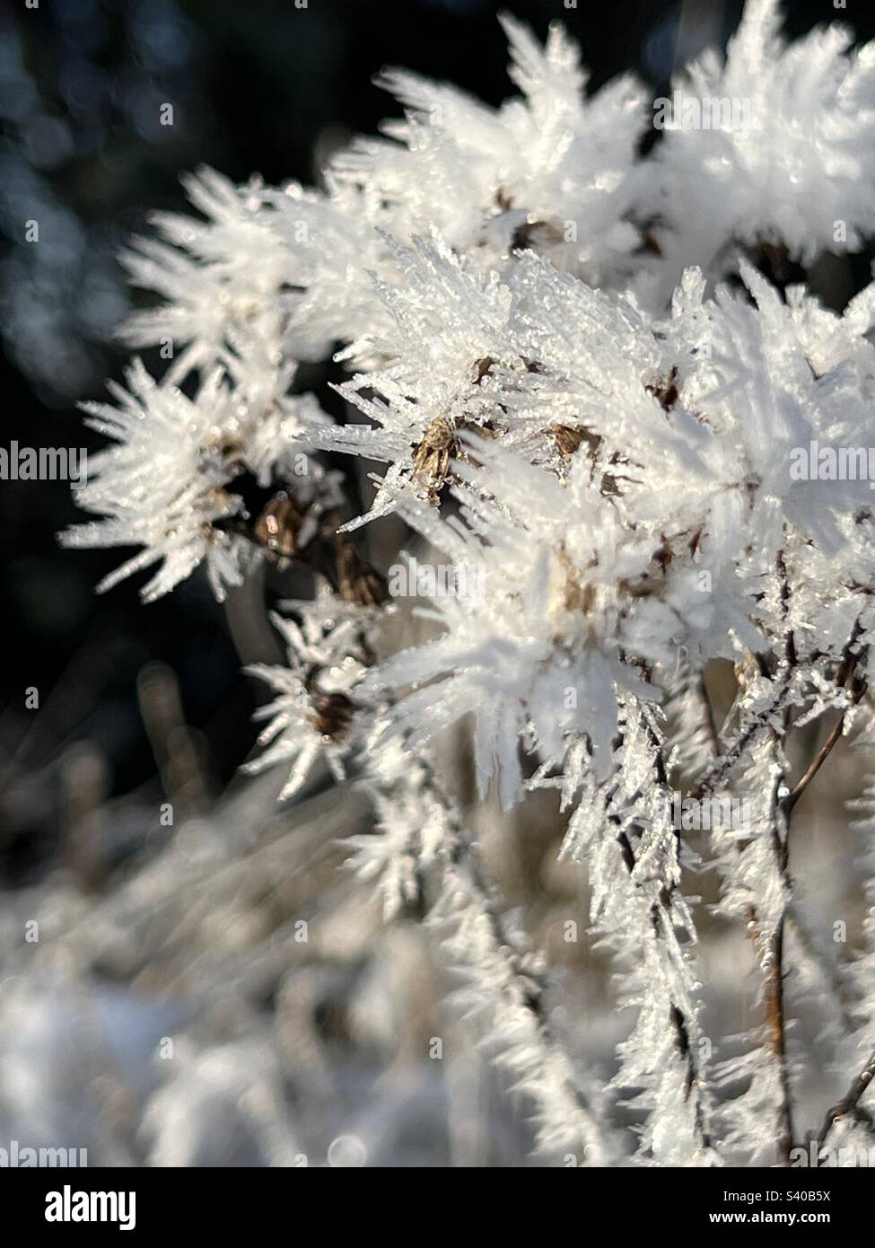 Close up of frost and ice crystals forming on dead seed heads in winter ...