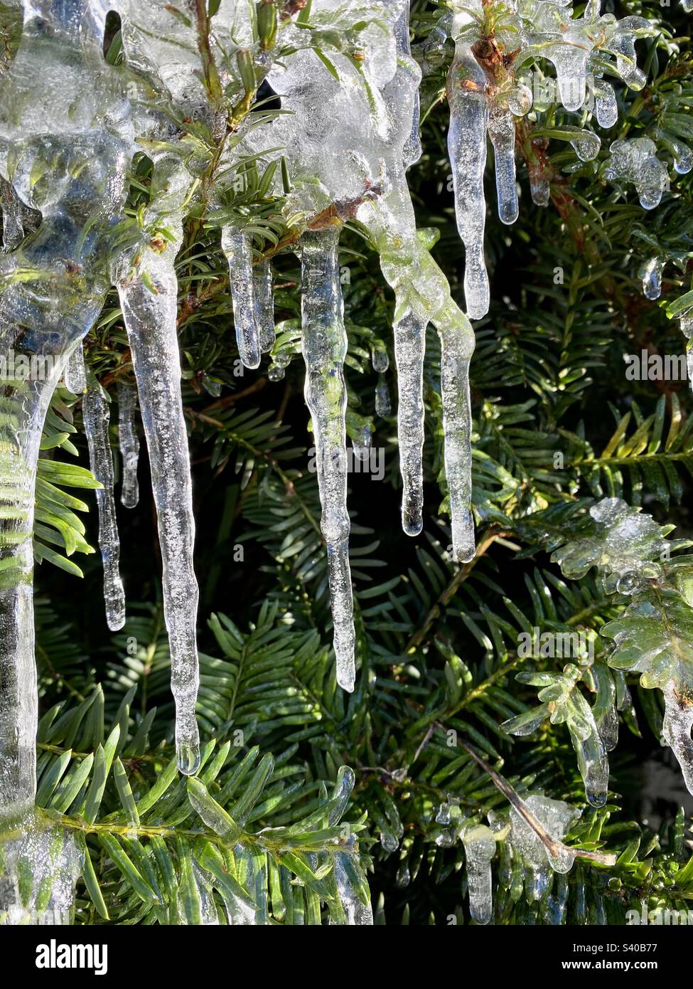 Conifer plant hi-res stock photography and images - Alamy