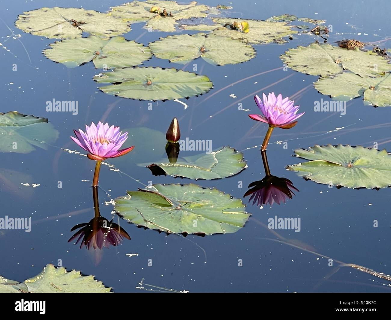 Metok pema hi-res stock photography and images - Alamy