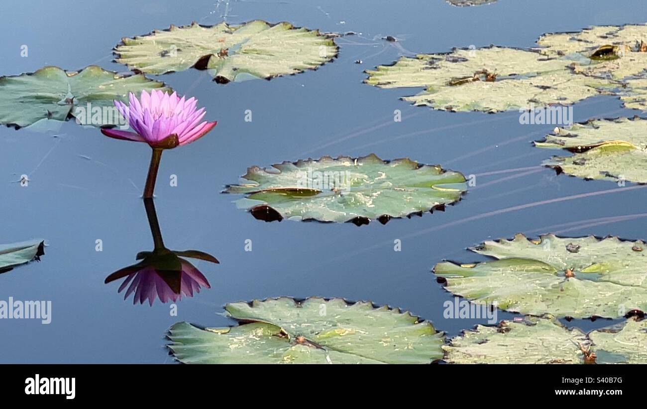 Metok pema hi-res stock photography and images - Alamy