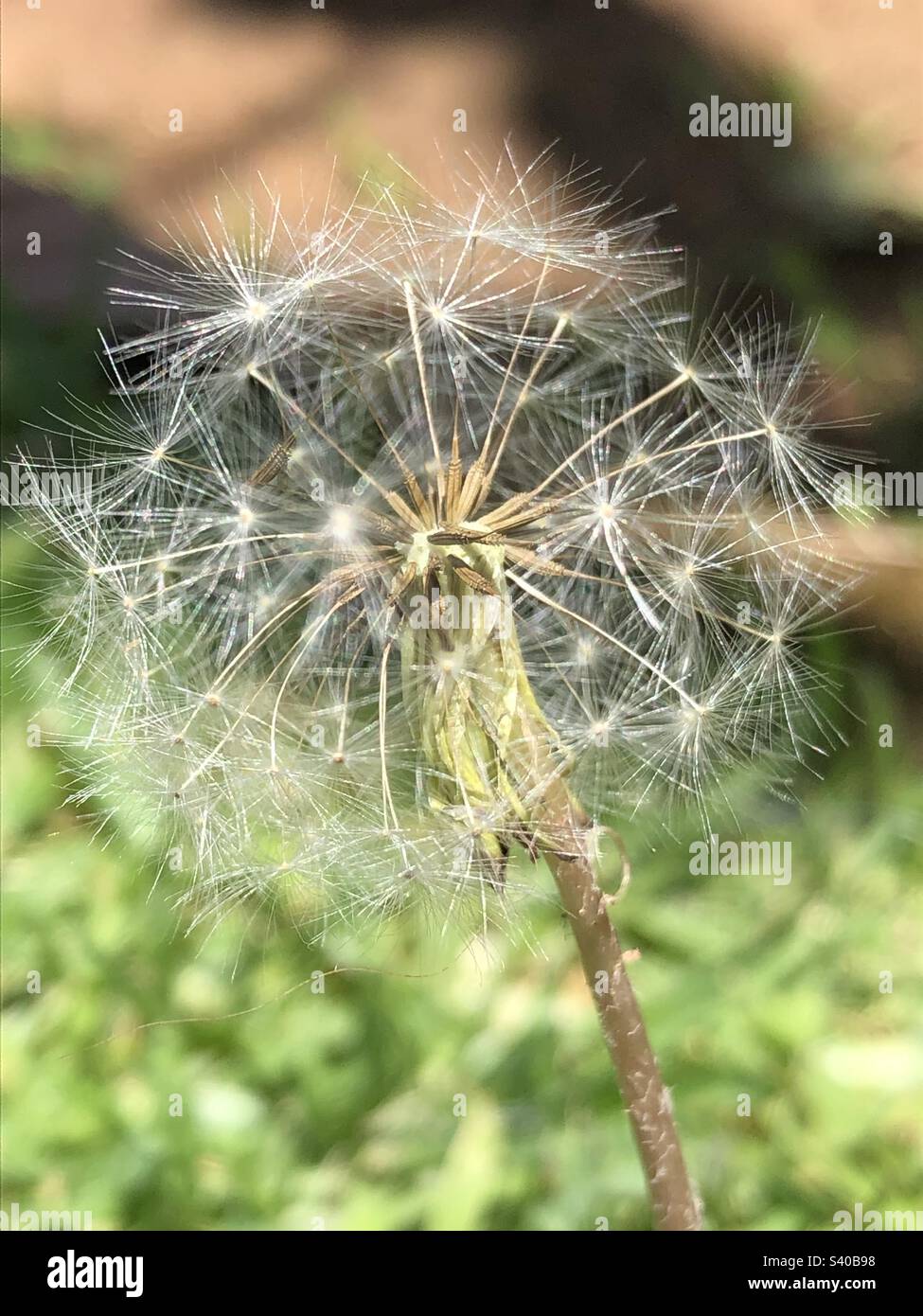 Torexacin hi-res stock photography and images - Alamy