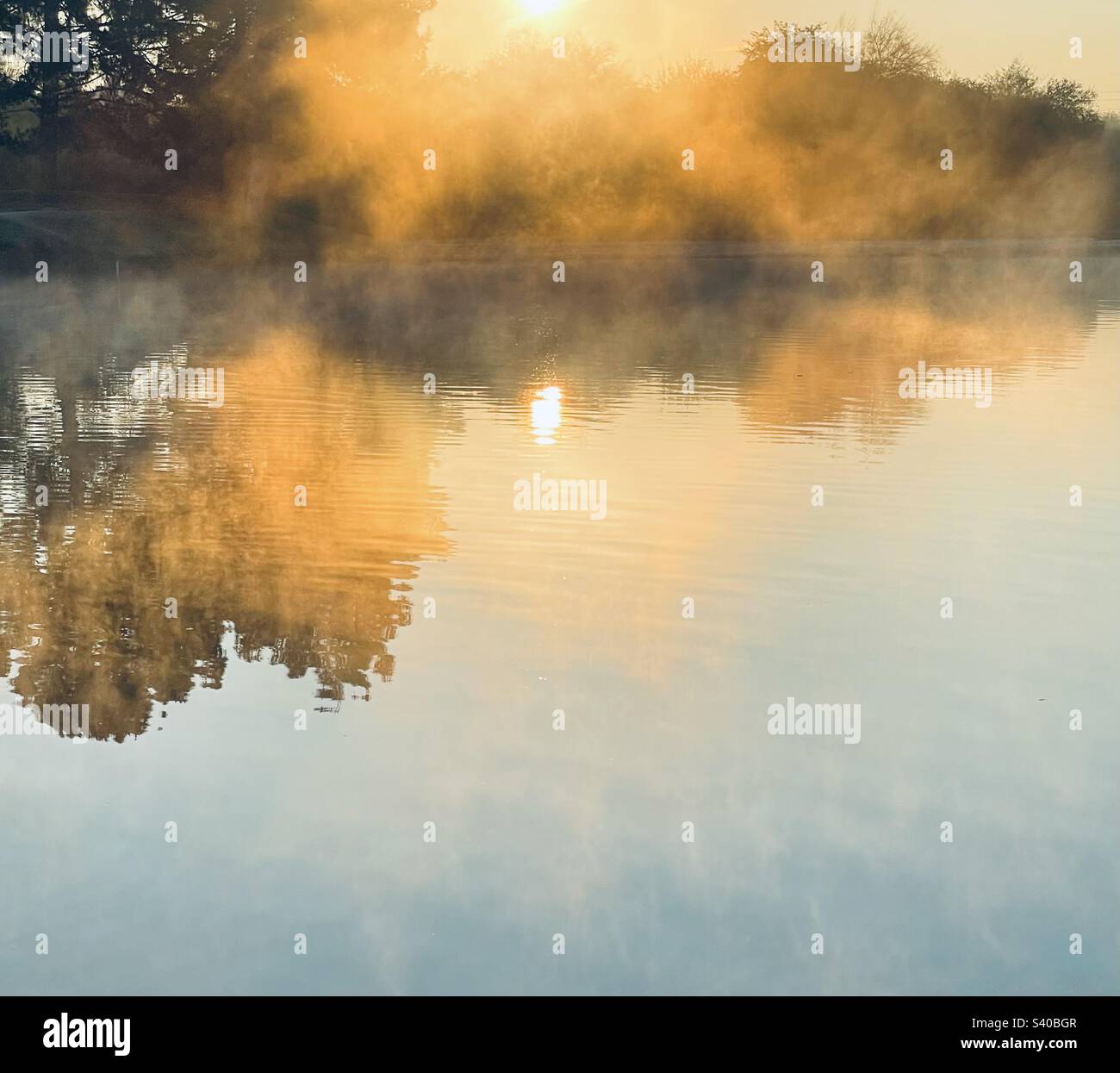 Golden sunrise mist rising from pond with green tree line backdrop and ...