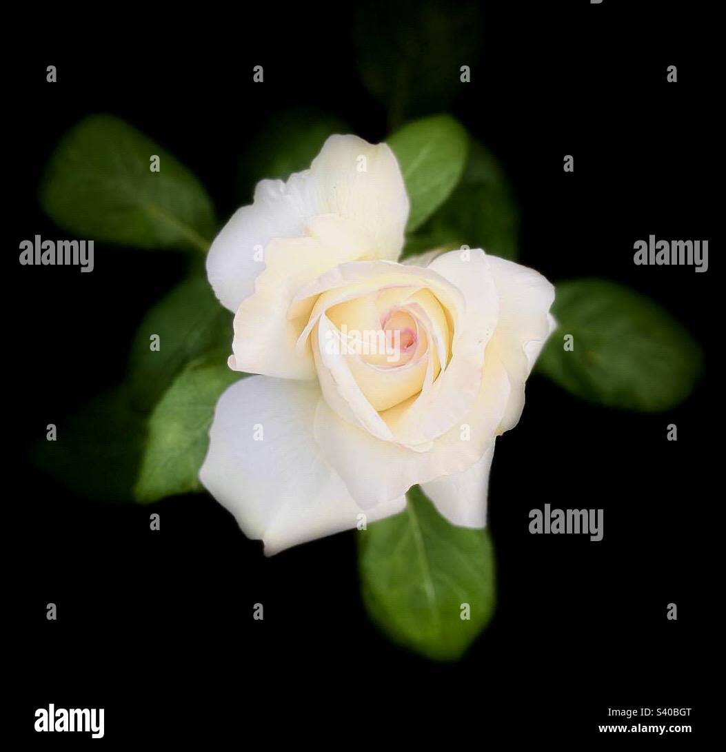 White rose portrait mode stage lighting, with green leaves showing ...