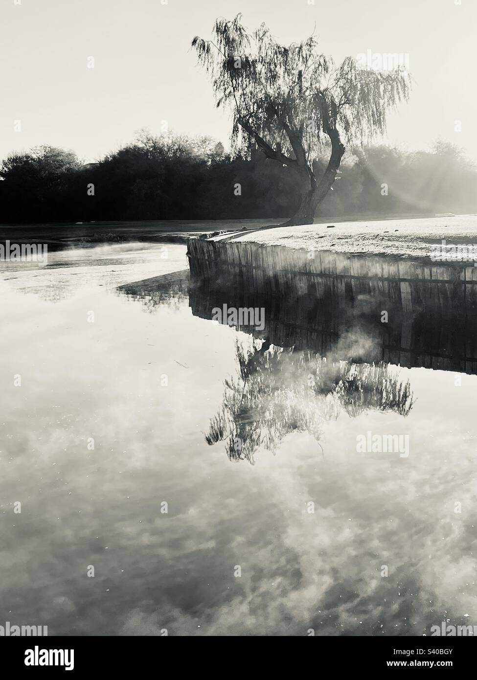 Willow tree reflection in pond with rising mist at sunrise- black and ...