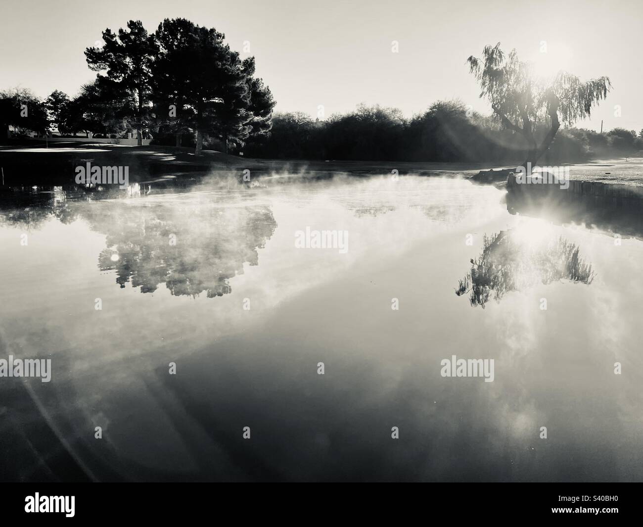 Black willow tree hi-res stock photography and images - Alamy