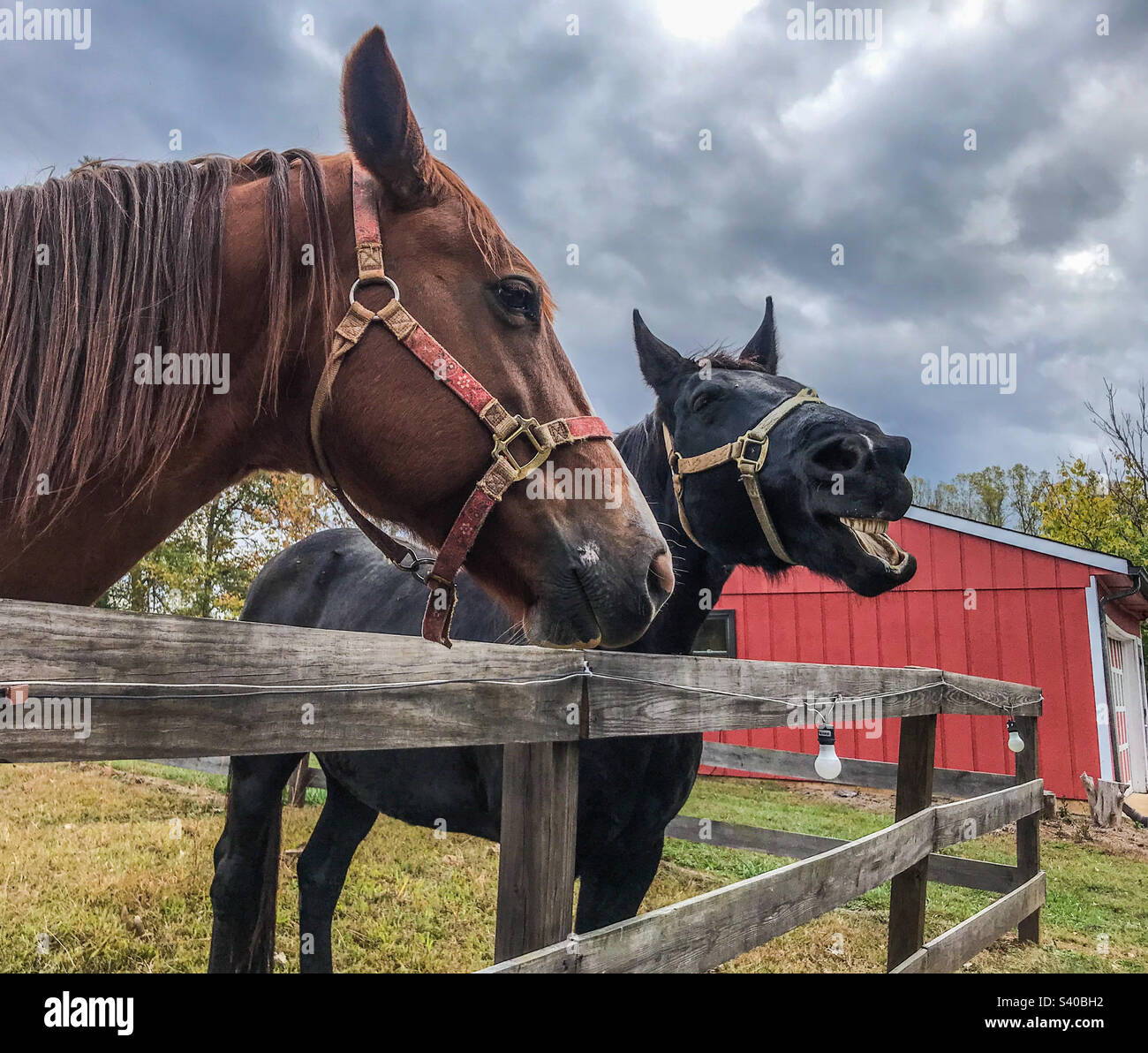 Barn animals hi-res stock photography and images - Alamy