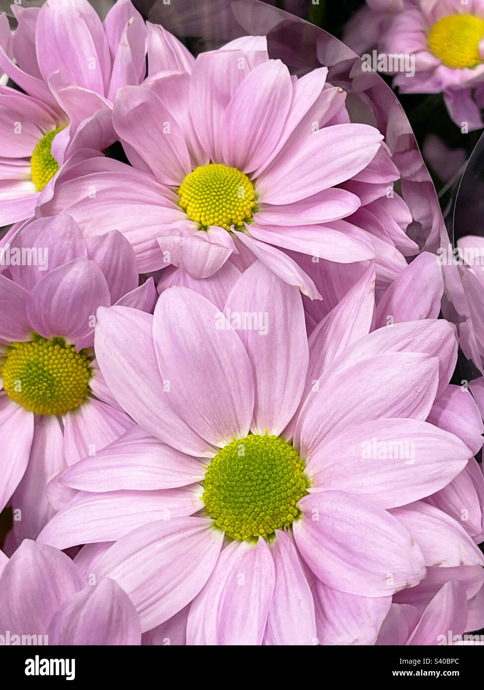 Pink flowered plants hi-res stock photography and images - Alamy