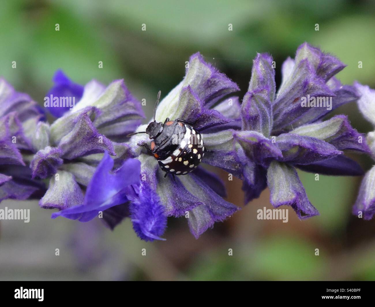 Nezara viridula third hi-res stock photography and images - Alamy
