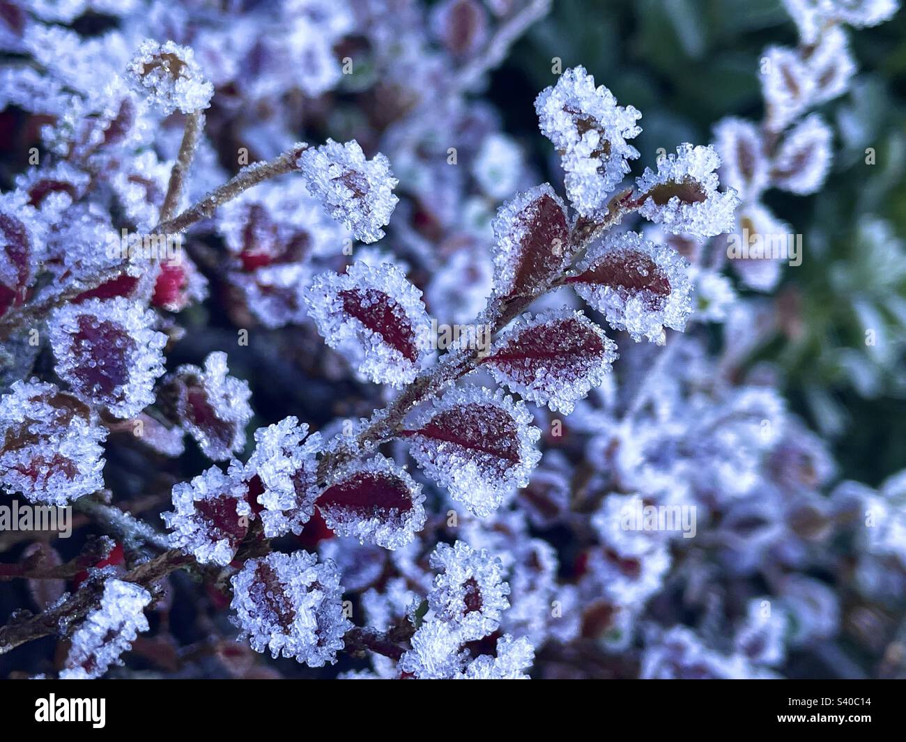 Frost in nature hi-res stock photography and images - Alamy