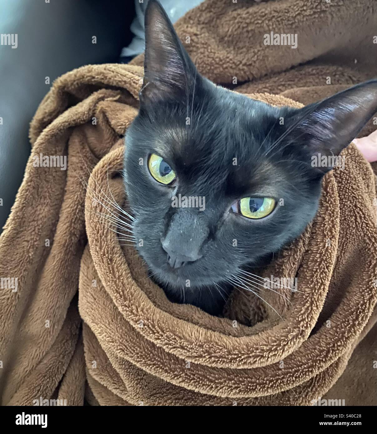 Snuggles hi-res stock photography and images - Alamy