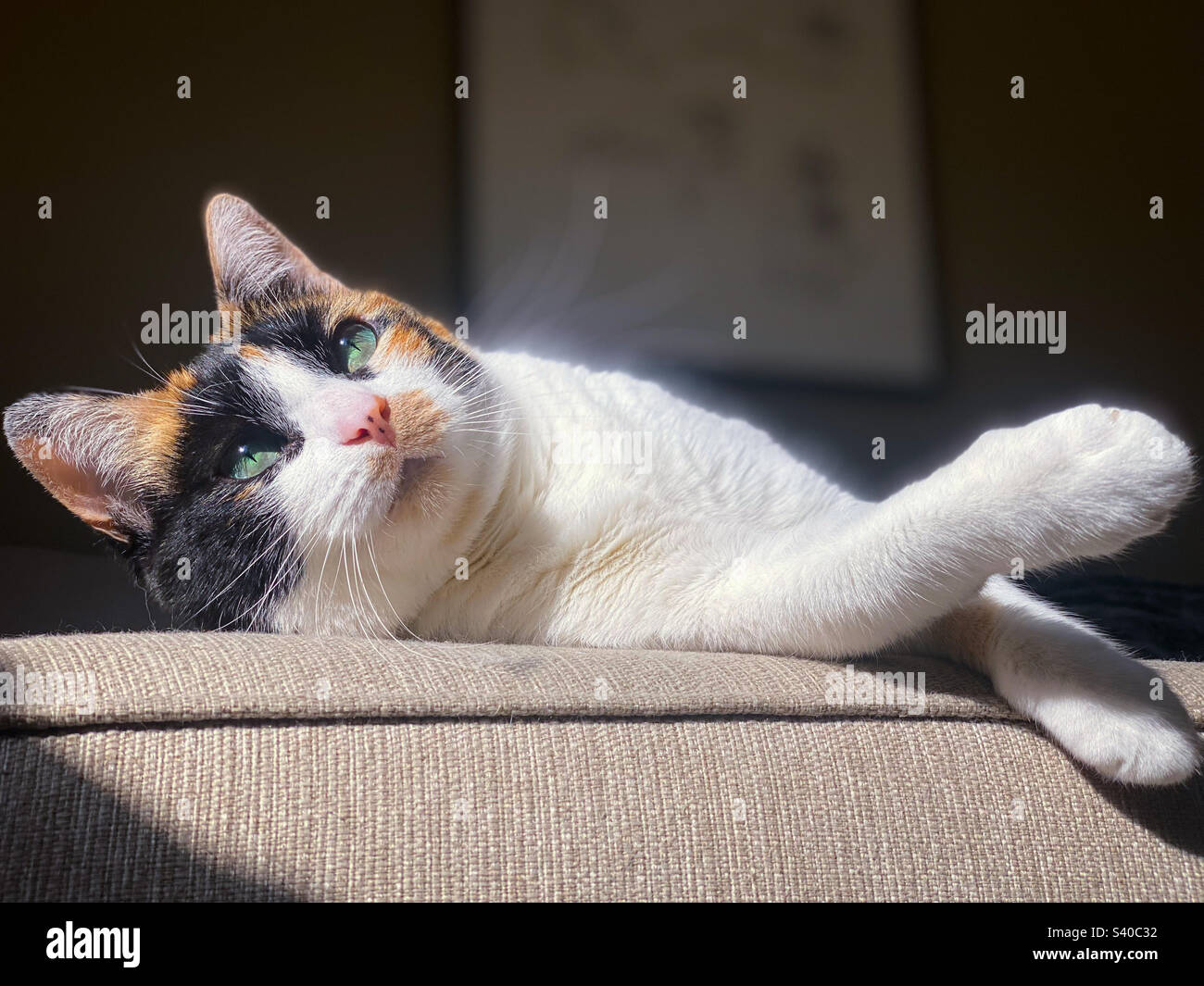 Calico cats hi-res stock photography and images - Alamy