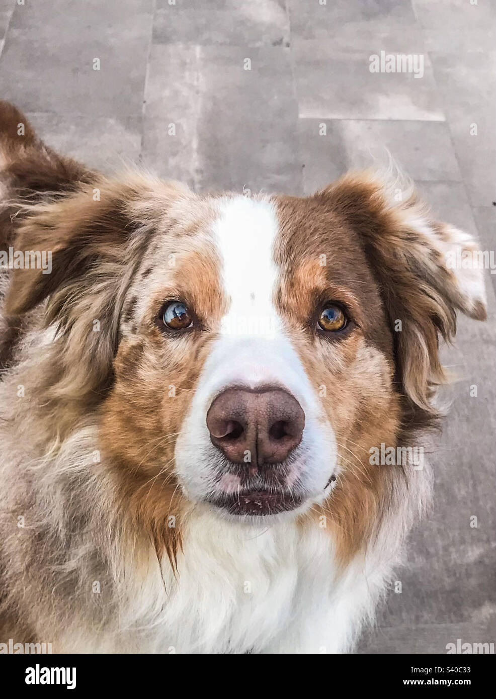 Red merle australian shepherd hi-res stock photography and images - Alamy