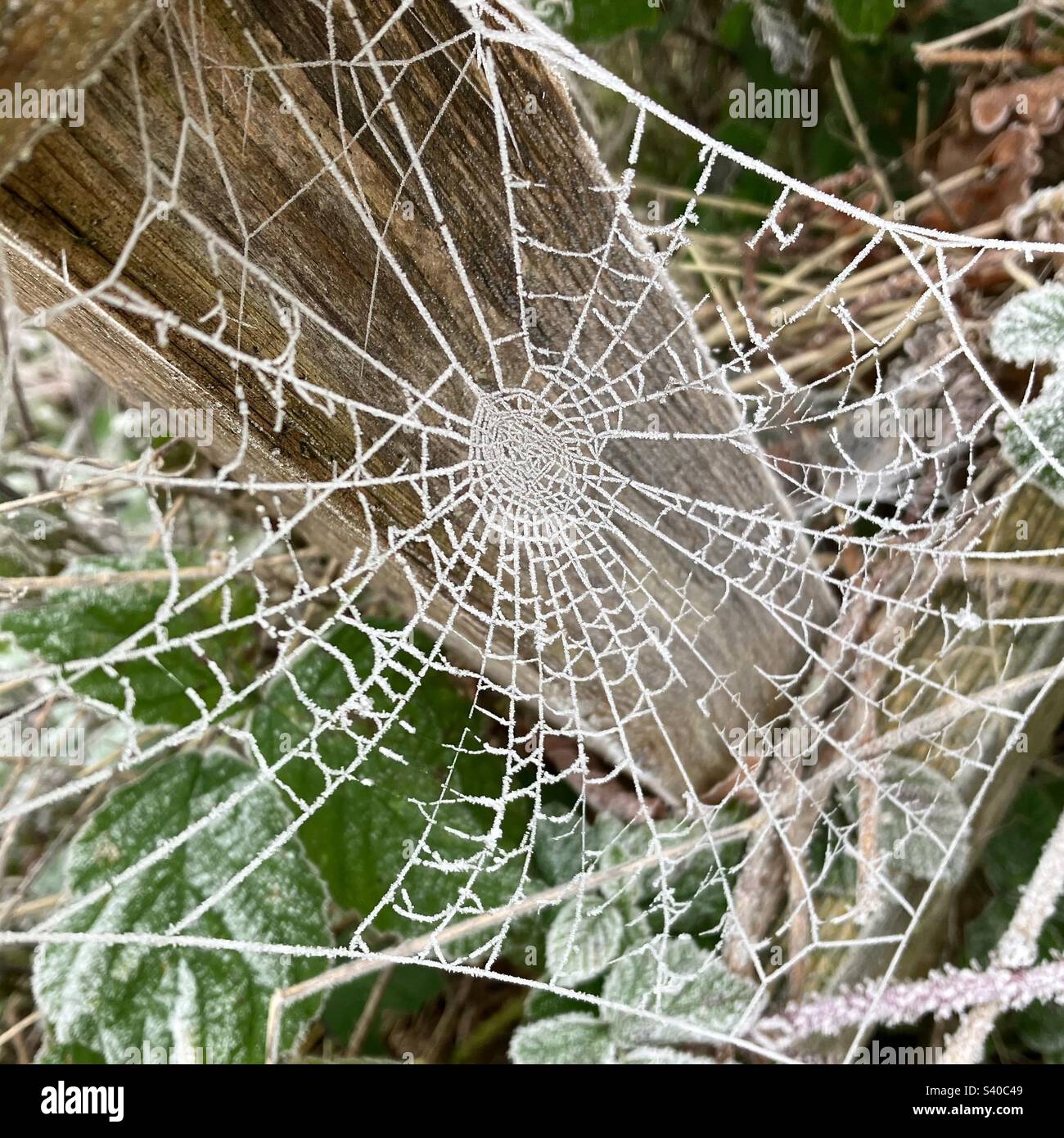 Frozen spiders web hi-res stock photography and images - Alamy