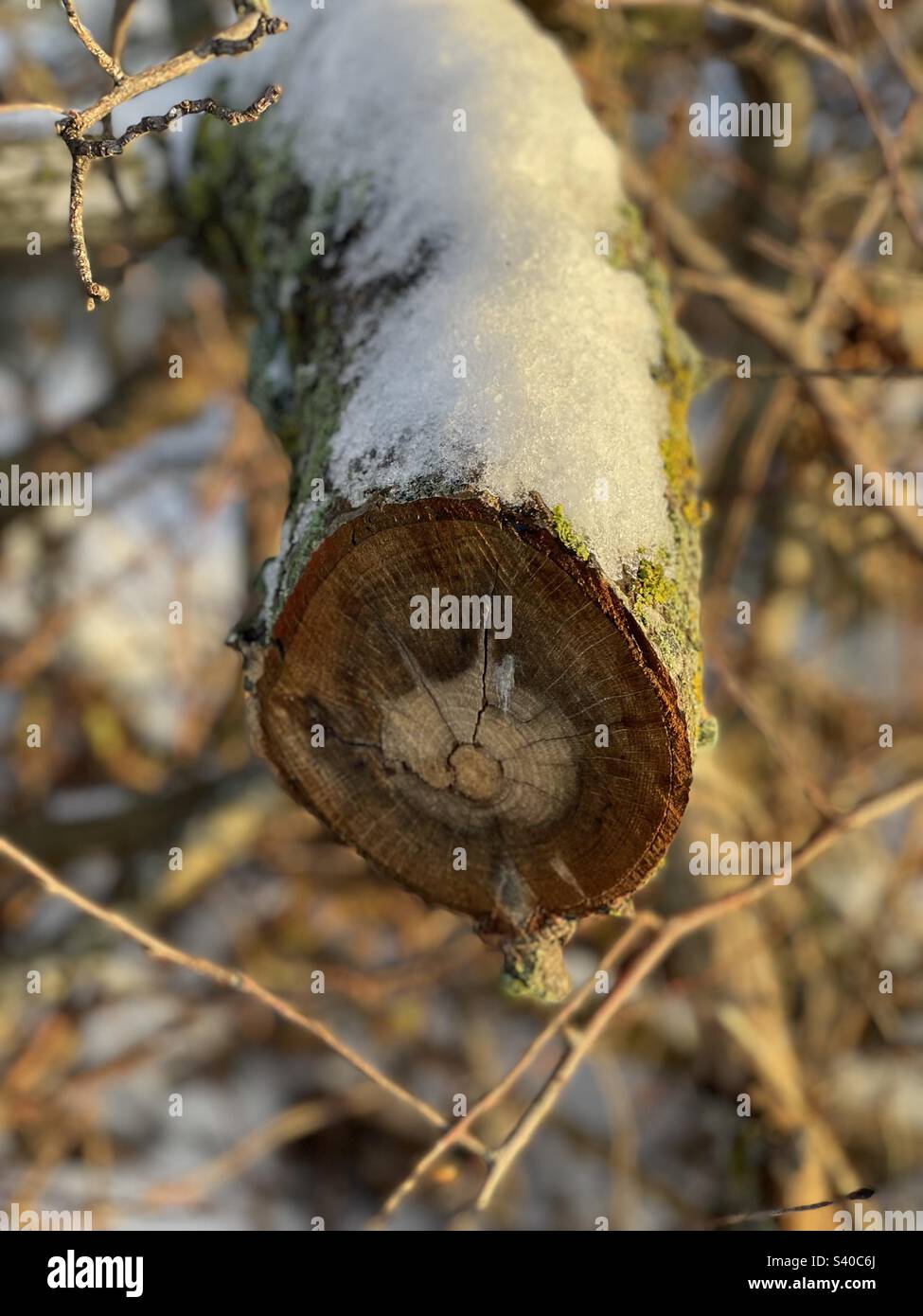 A cut tree branch in the snow Stock Photo - Alamy