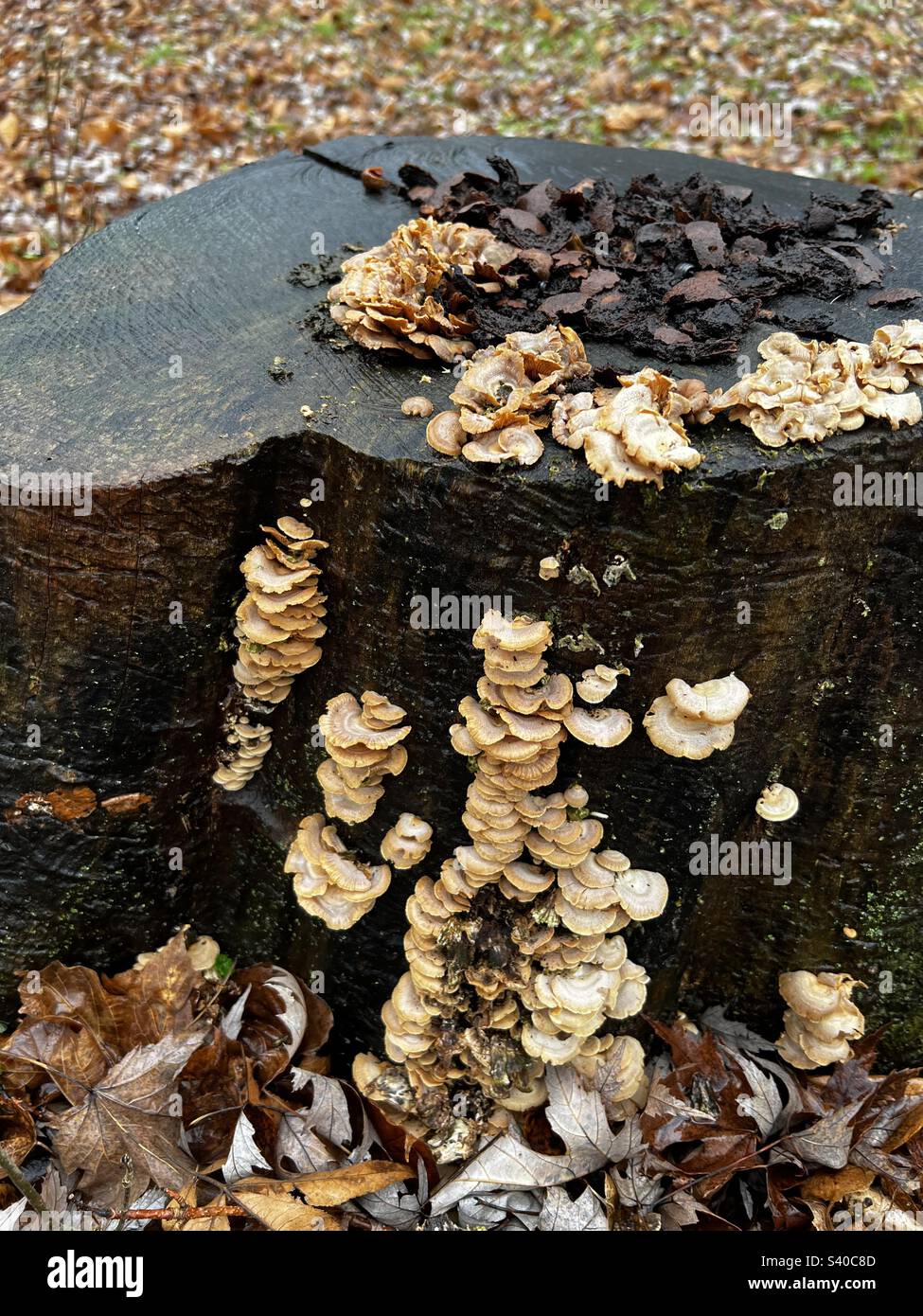 Mushrooms on a dead tree hi-res stock photography and images - Alamy