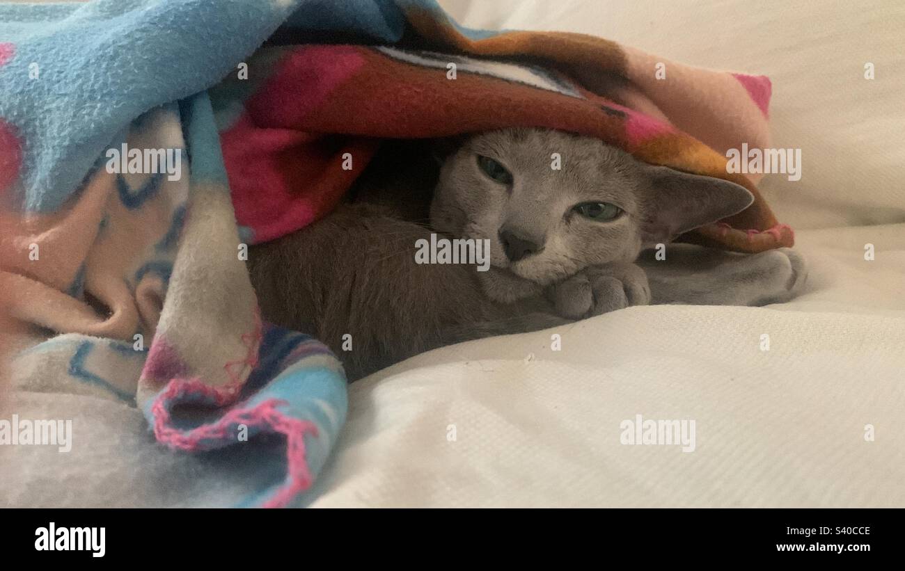 Cat under the blanket hi-res stock photography and images - Alamy