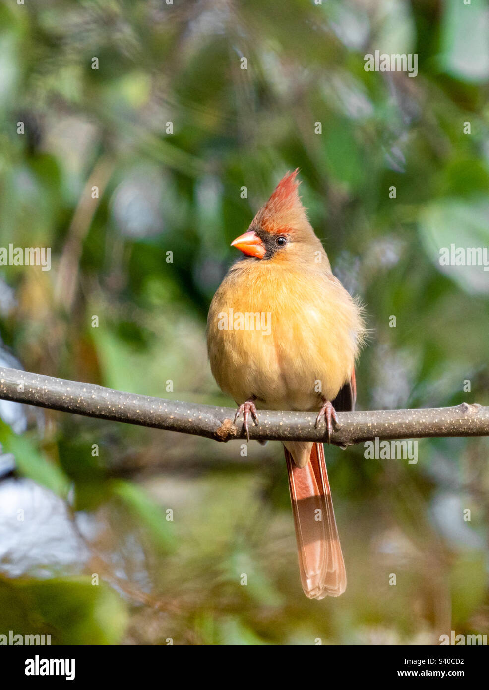 Pajaro rojo hi-res stock photography and images - Alamy